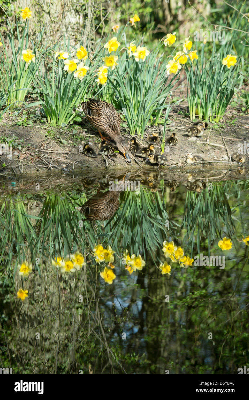 Female duck with a brood of ducklings a the edge of a pond with Spring ...