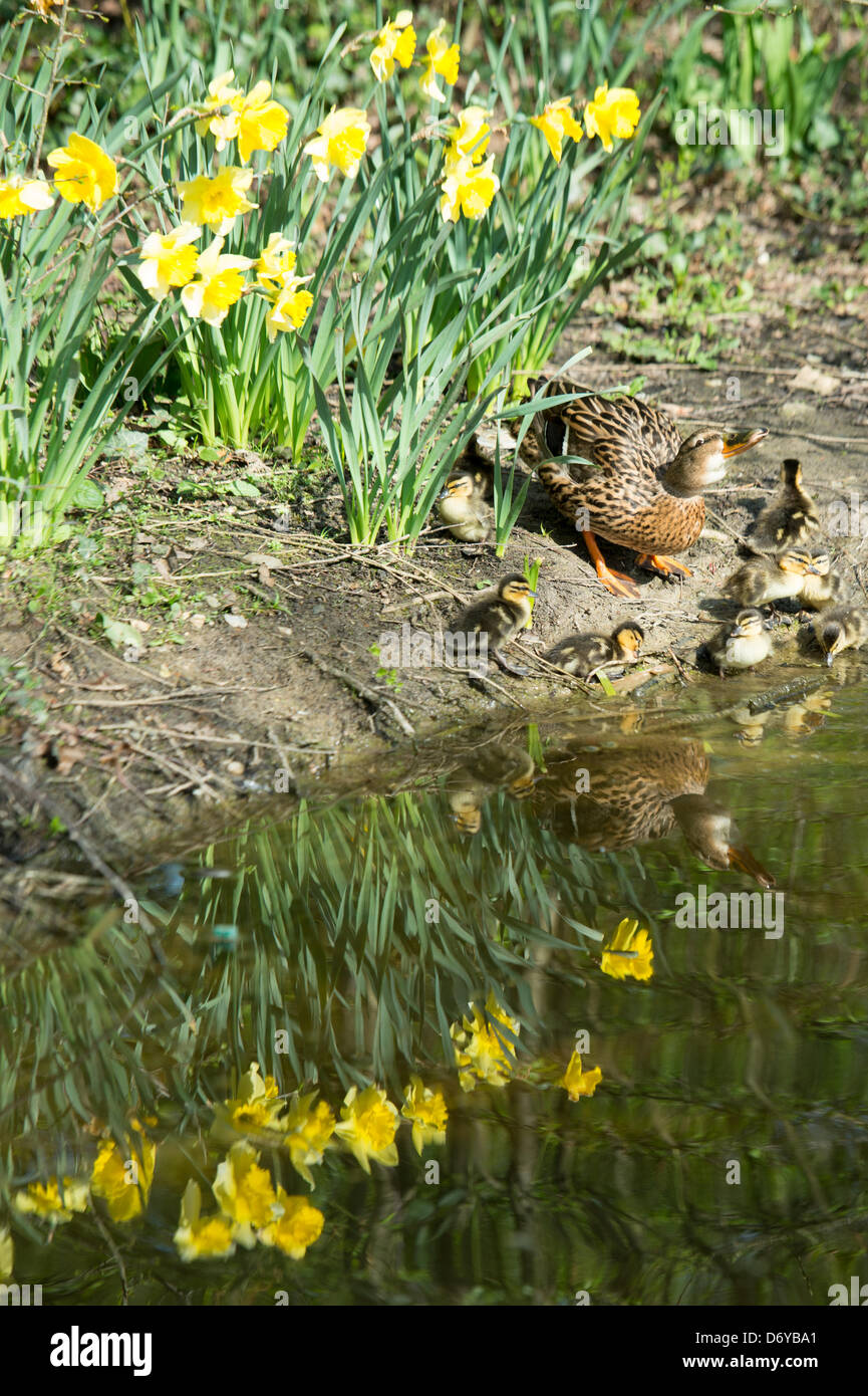 Female duck with a brood of ducklings a the edge of a pond with Spring ...