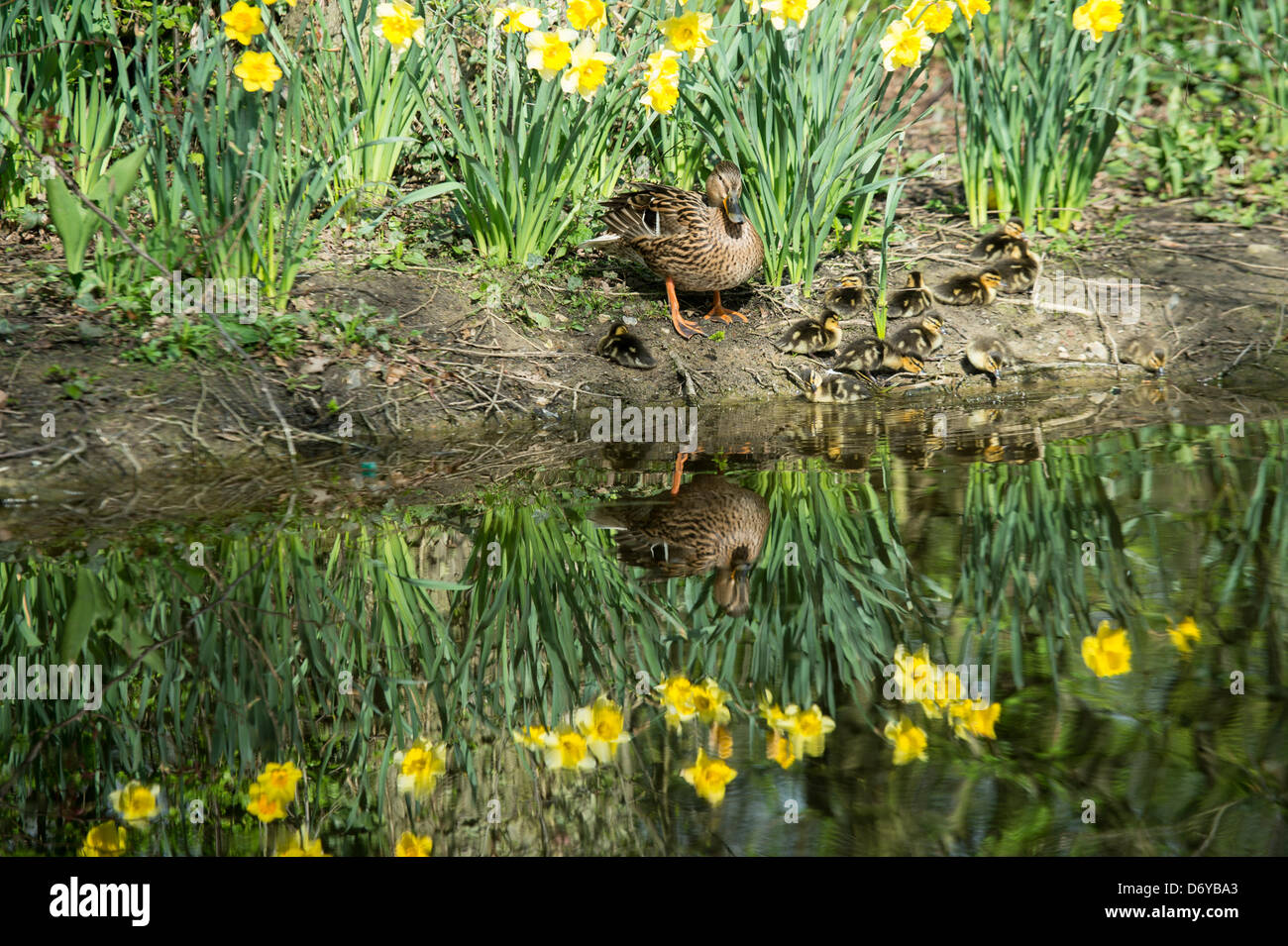 Female duck with a brood of ducklings a the edge of a pond with Spring ...