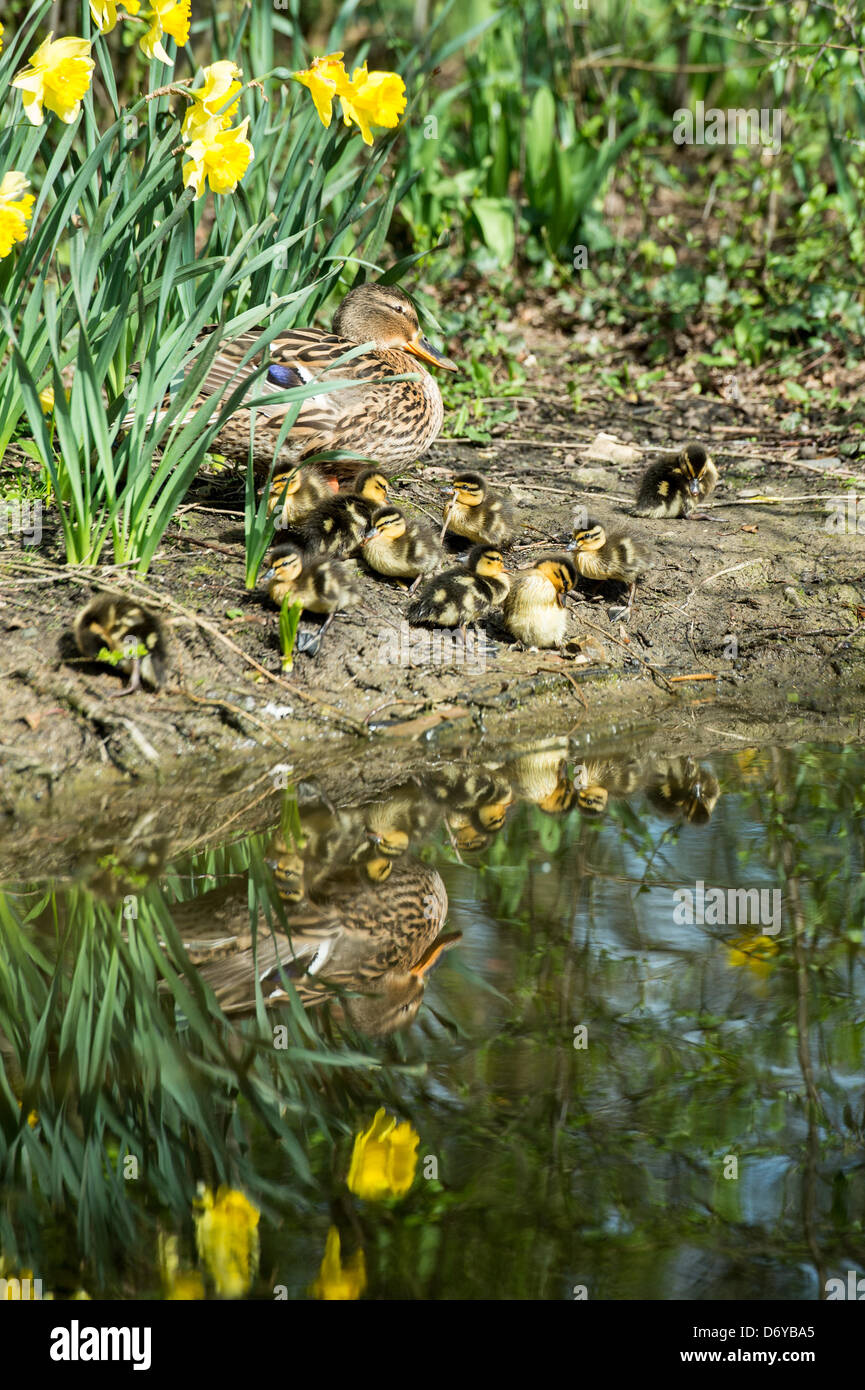 Female duck with a brood of ducklings a the edge of a pond with Spring ...