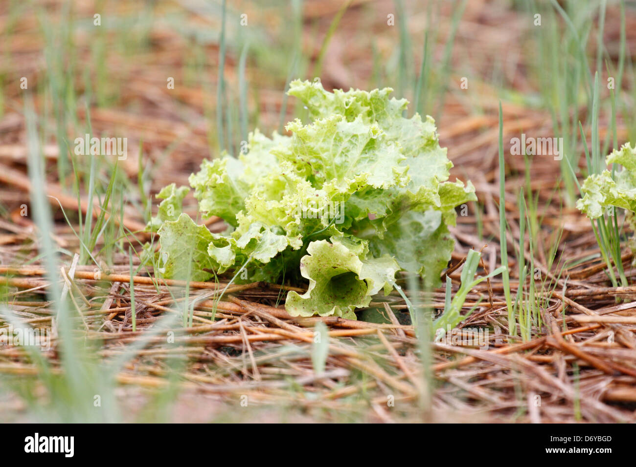 Vegetable plot hi-res stock photography and images - Alamy