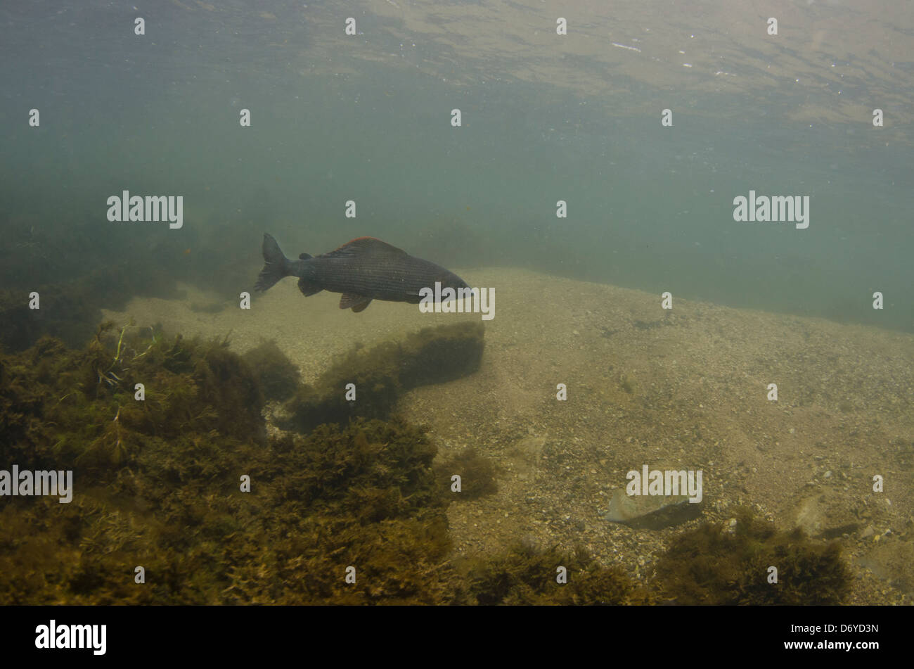 Thymallus Grayling High Resolution Stock Photography and Images - Alamy