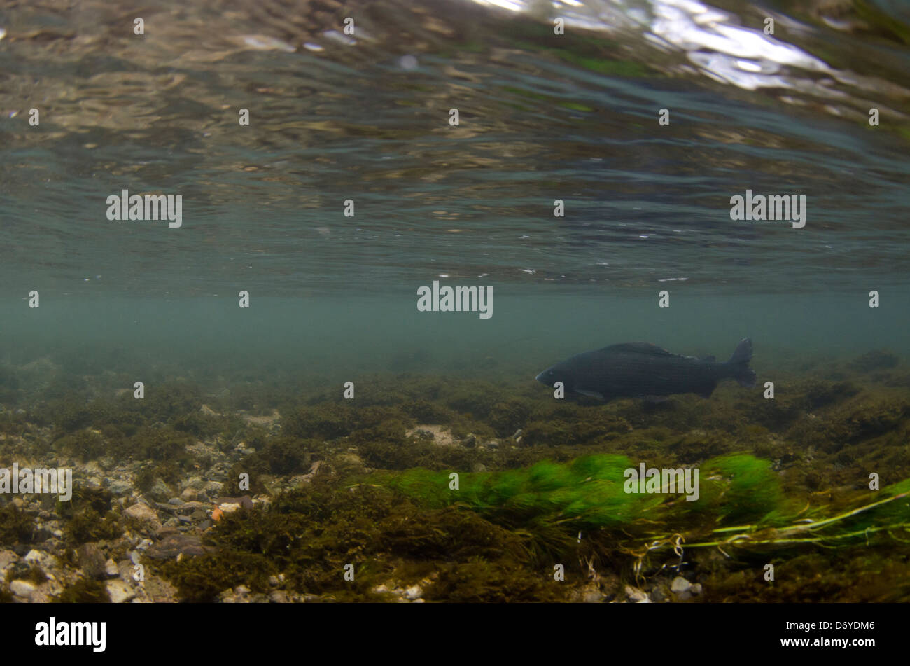 Fish spawning bed hi-res stock photography and images - Alamy