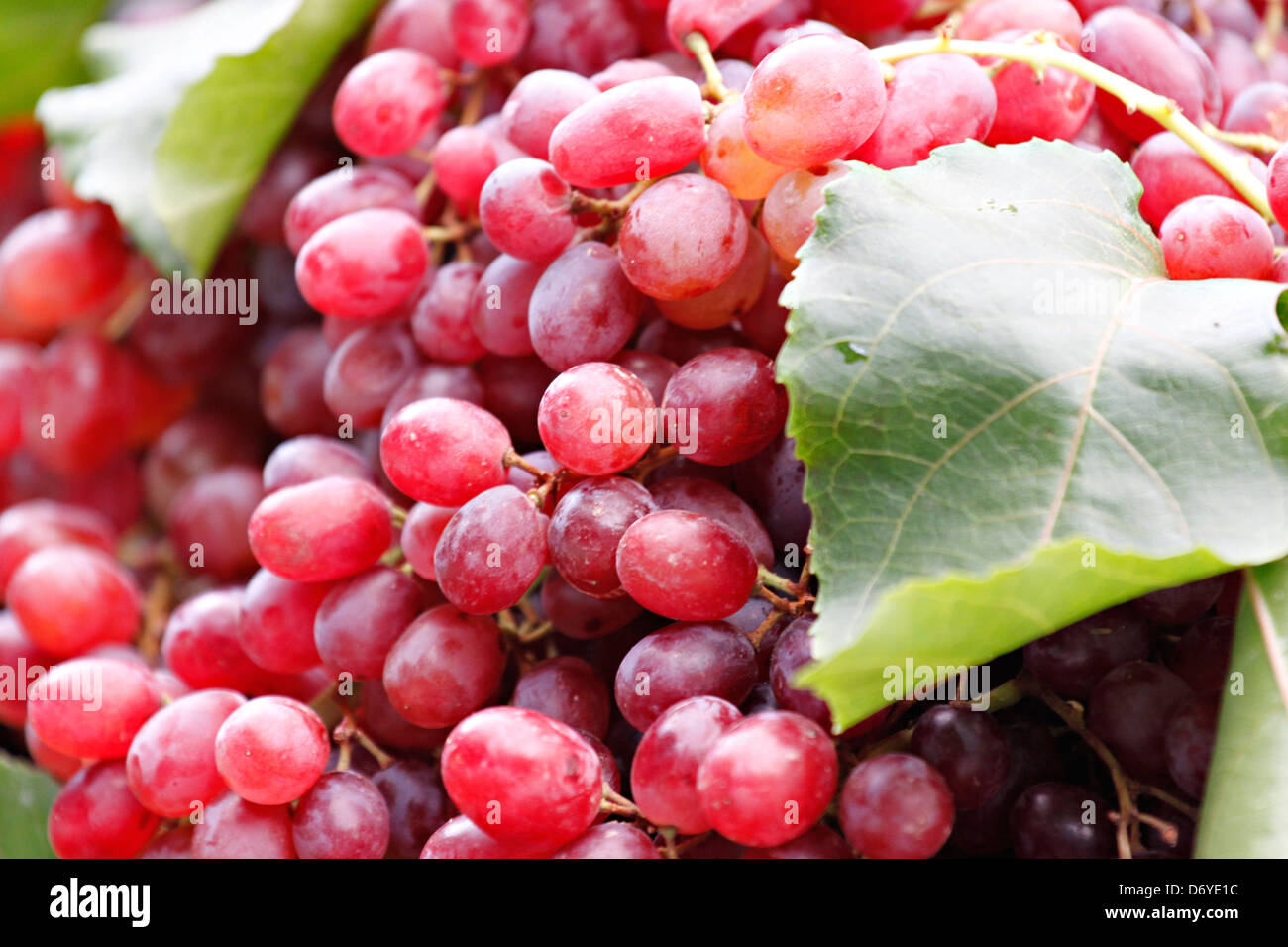 Bunches of grapes on After harvest it Stock Photo - Alamy