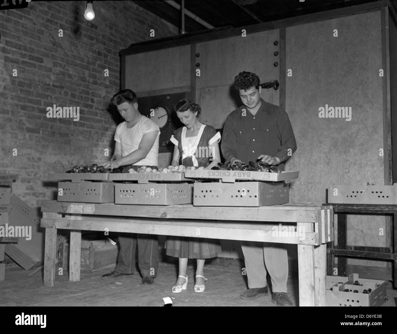 A photograph of the Richmond Chick Hatchery, taken by Adolph B. Rice ...