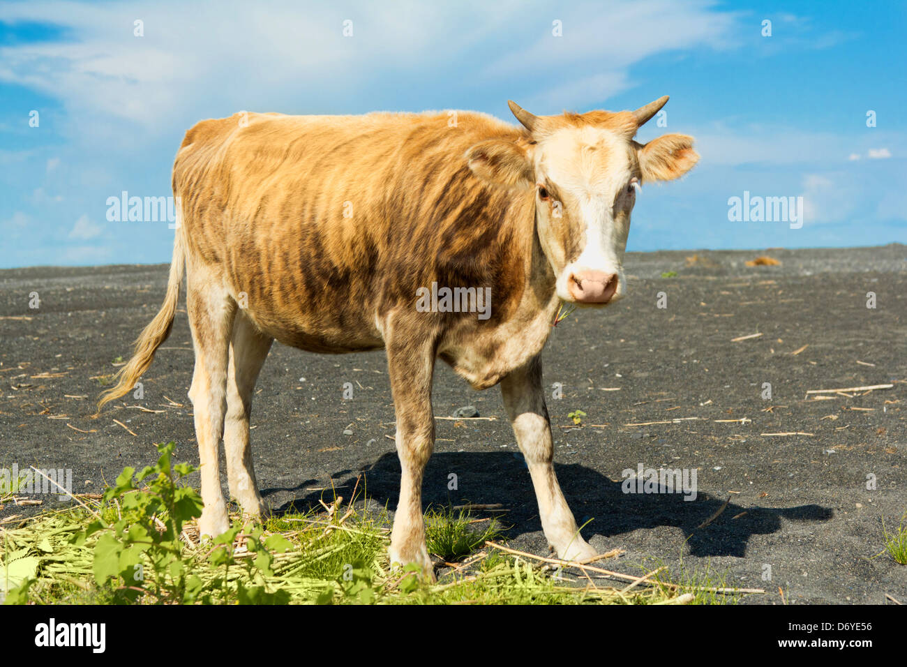 cow on nature Stock Photo - Alamy