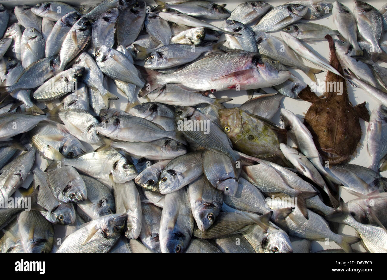 Fresh fish for sale at a port, Marseille, Bouches-du-Rhone, Provence ...