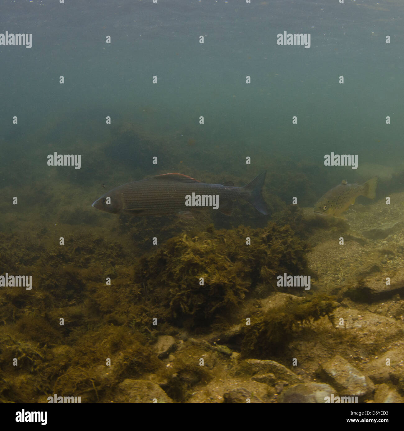 Grayling fish hi-res stock photography and images - Alamy