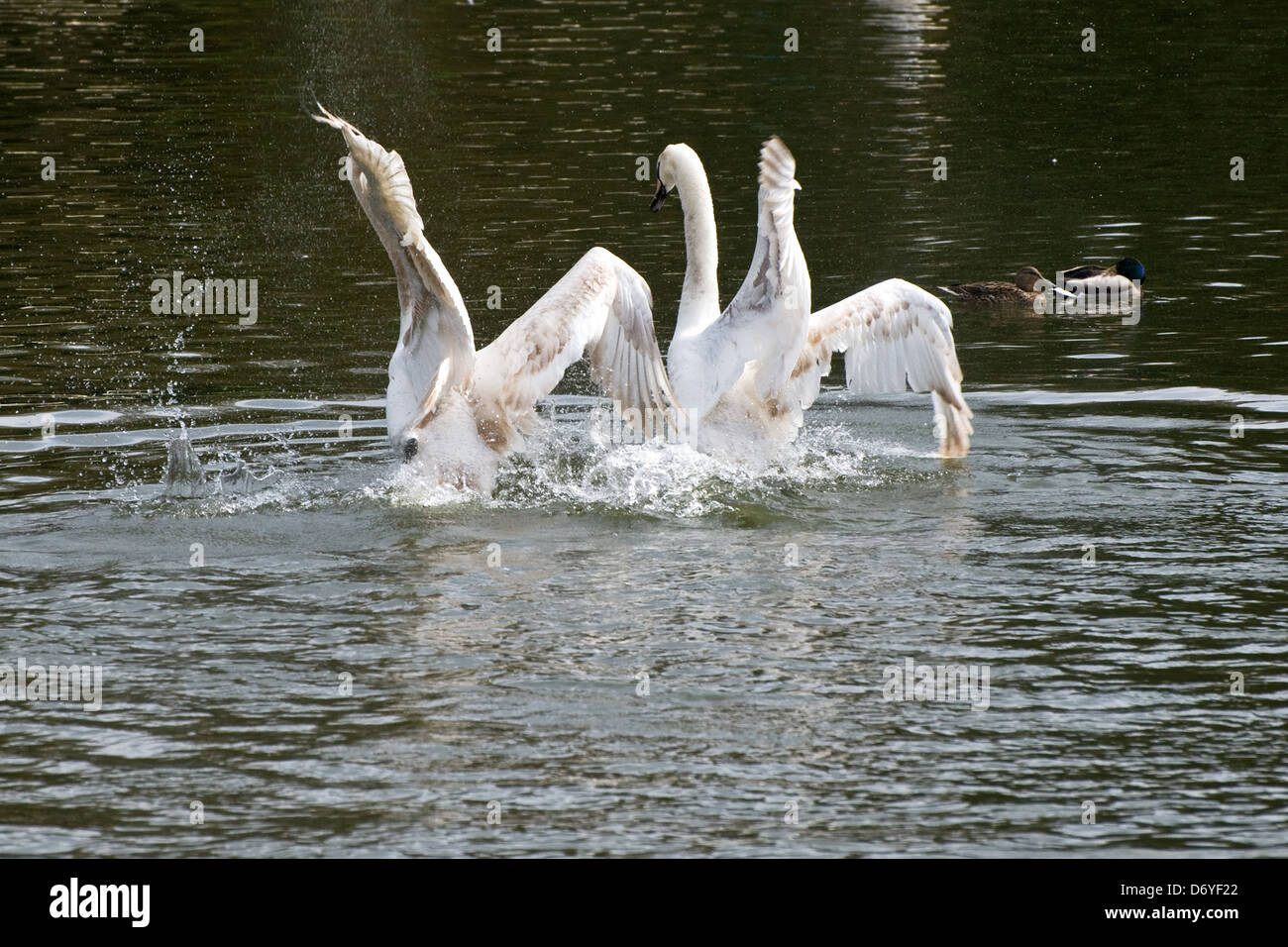 Two juvenile Mute Swans making a splash Stock Photo - Alamy