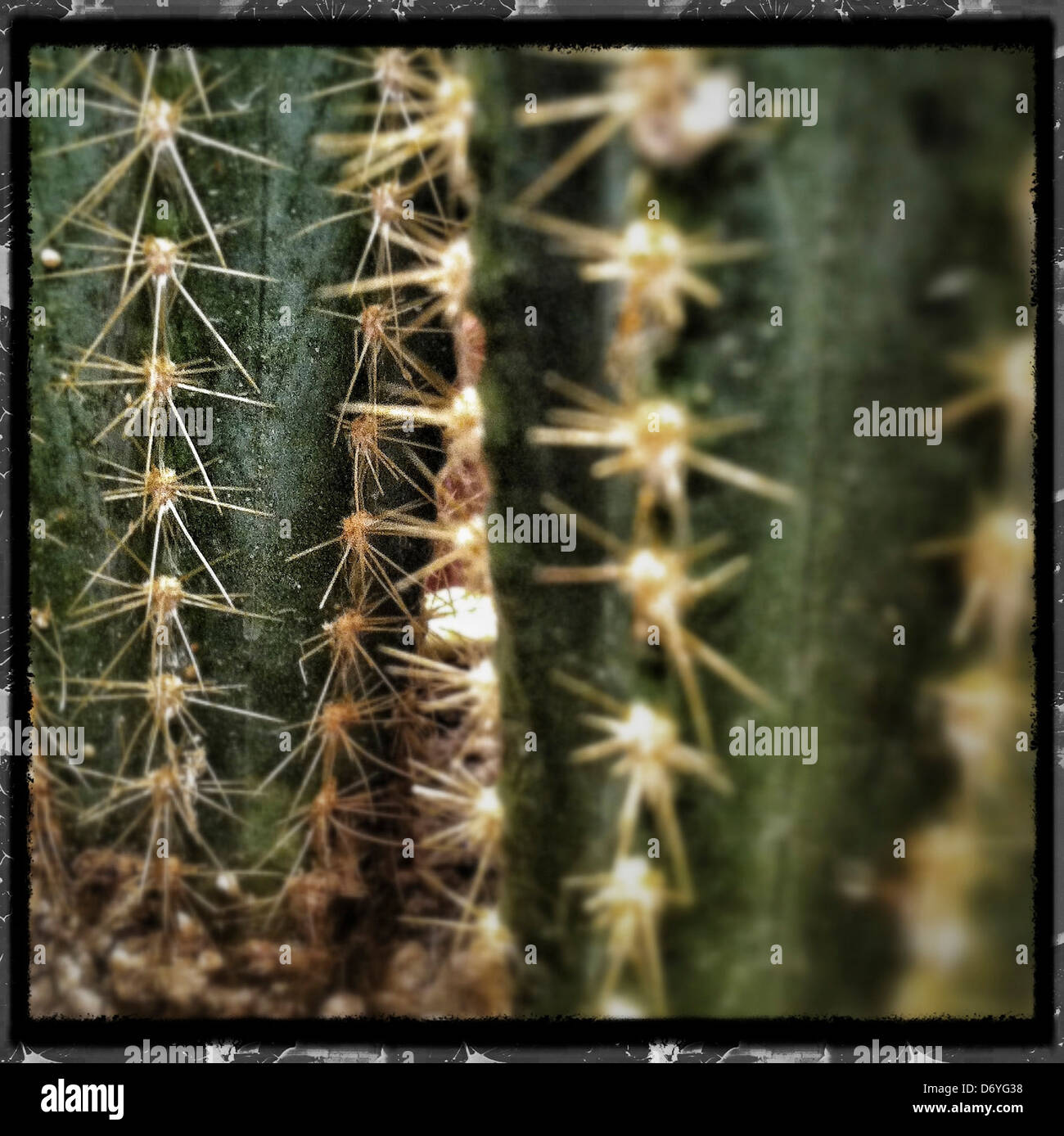 Close up of cactus spikes Stock Photo - Alamy