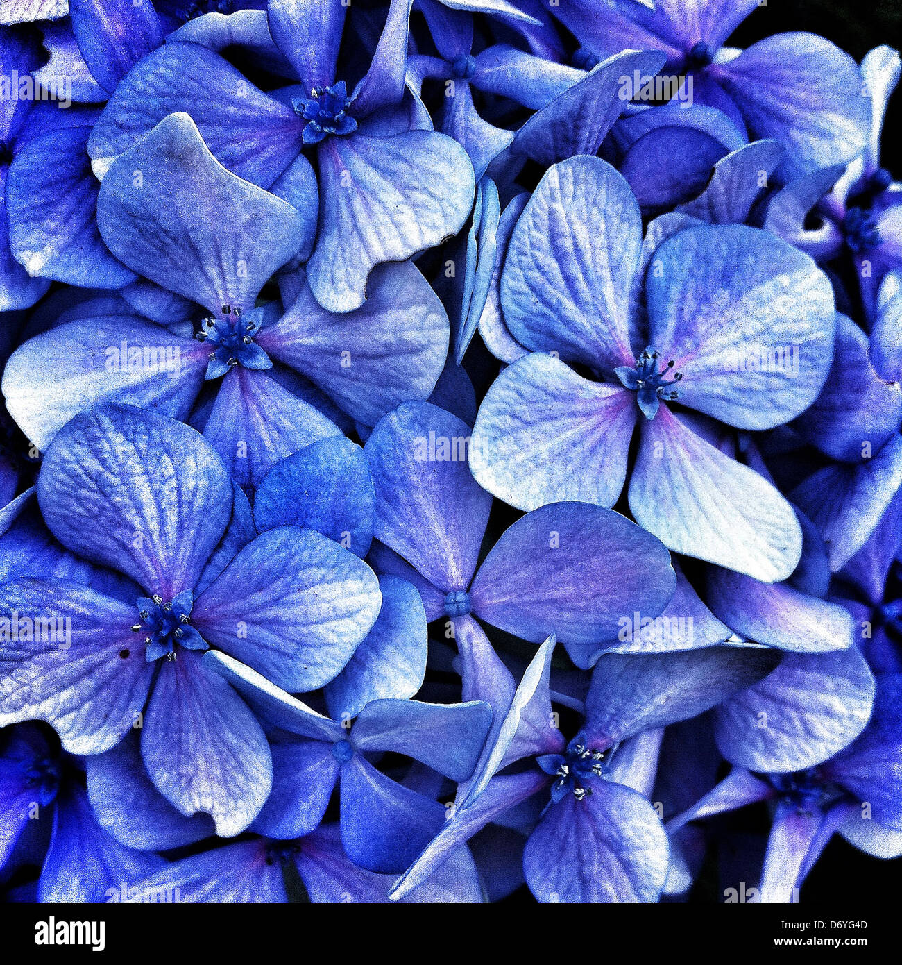 Close up of blue hydrangea Stock Photo - Alamy
