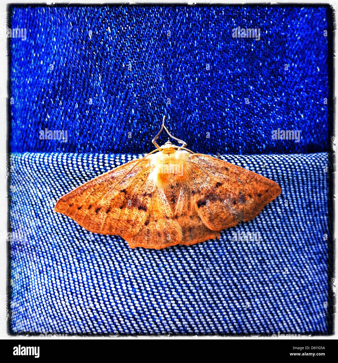 Blue color moth hi-res stock photography and images - Alamy