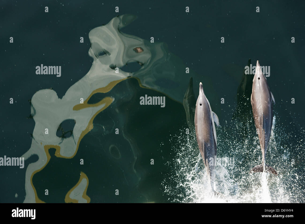 Aerial view dolphins swimming hi-res stock photography and images - Alamy