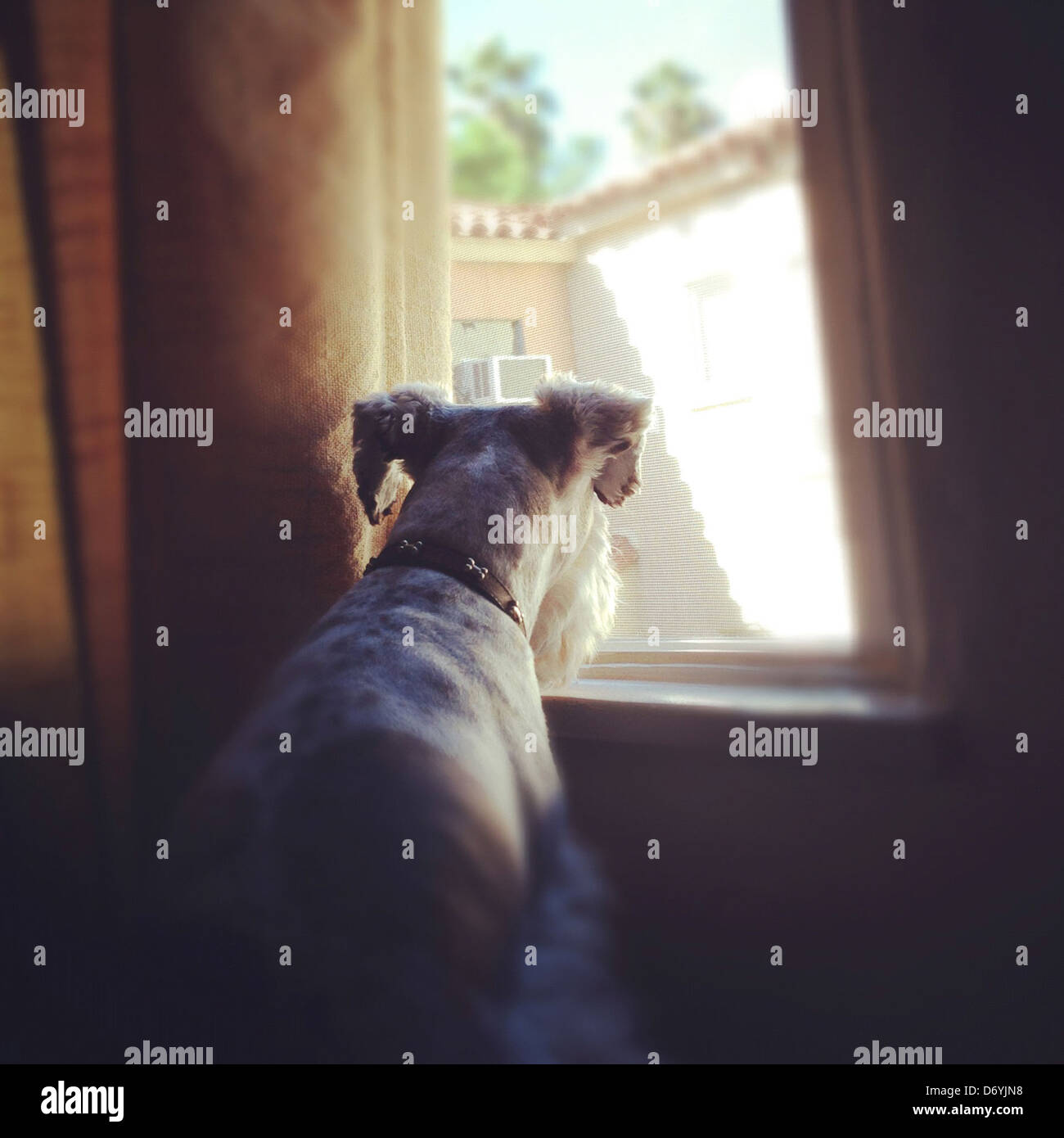 Dog looking out window Stock Photo - Alamy