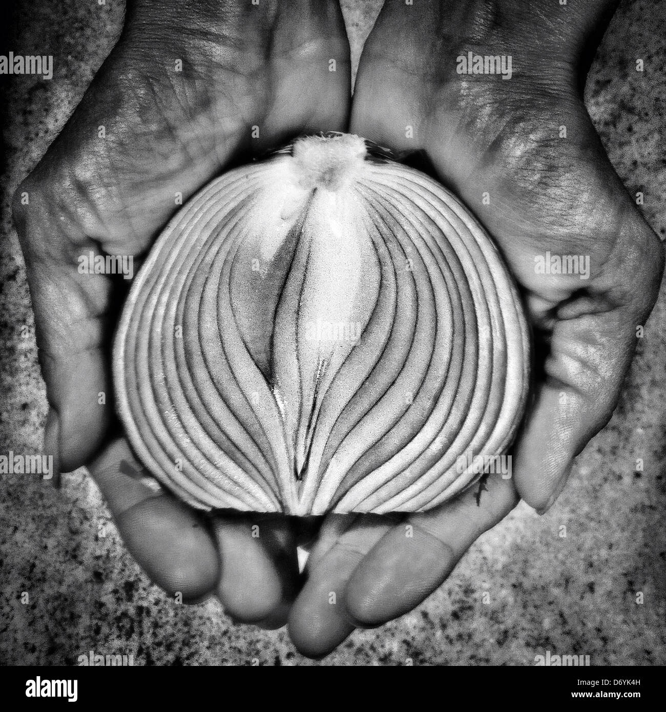 Hand adult woman holding Black and White Stock Photos & Images - Alamy