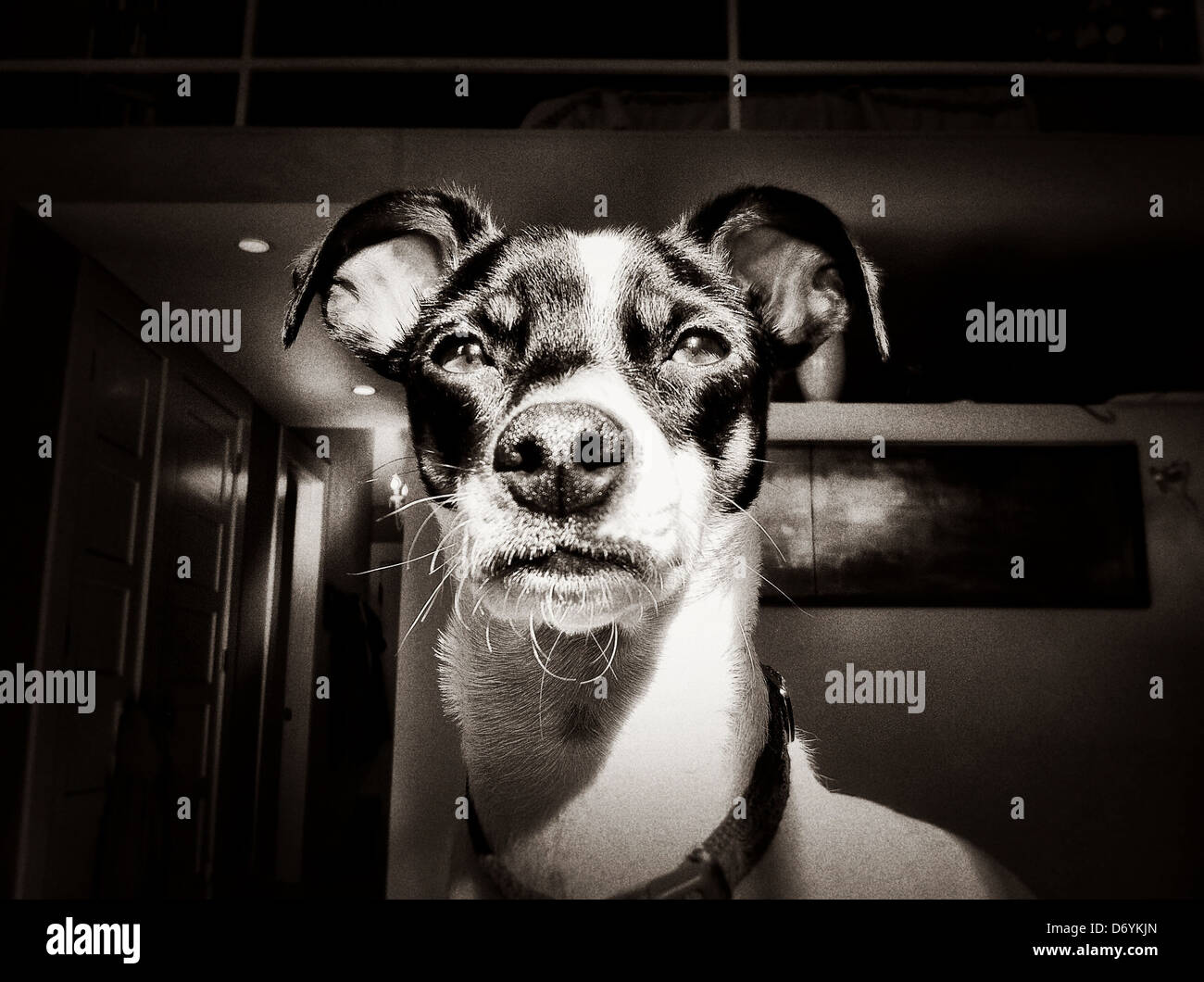 Close up of rat terrier dog's face Stock Photo - Alamy