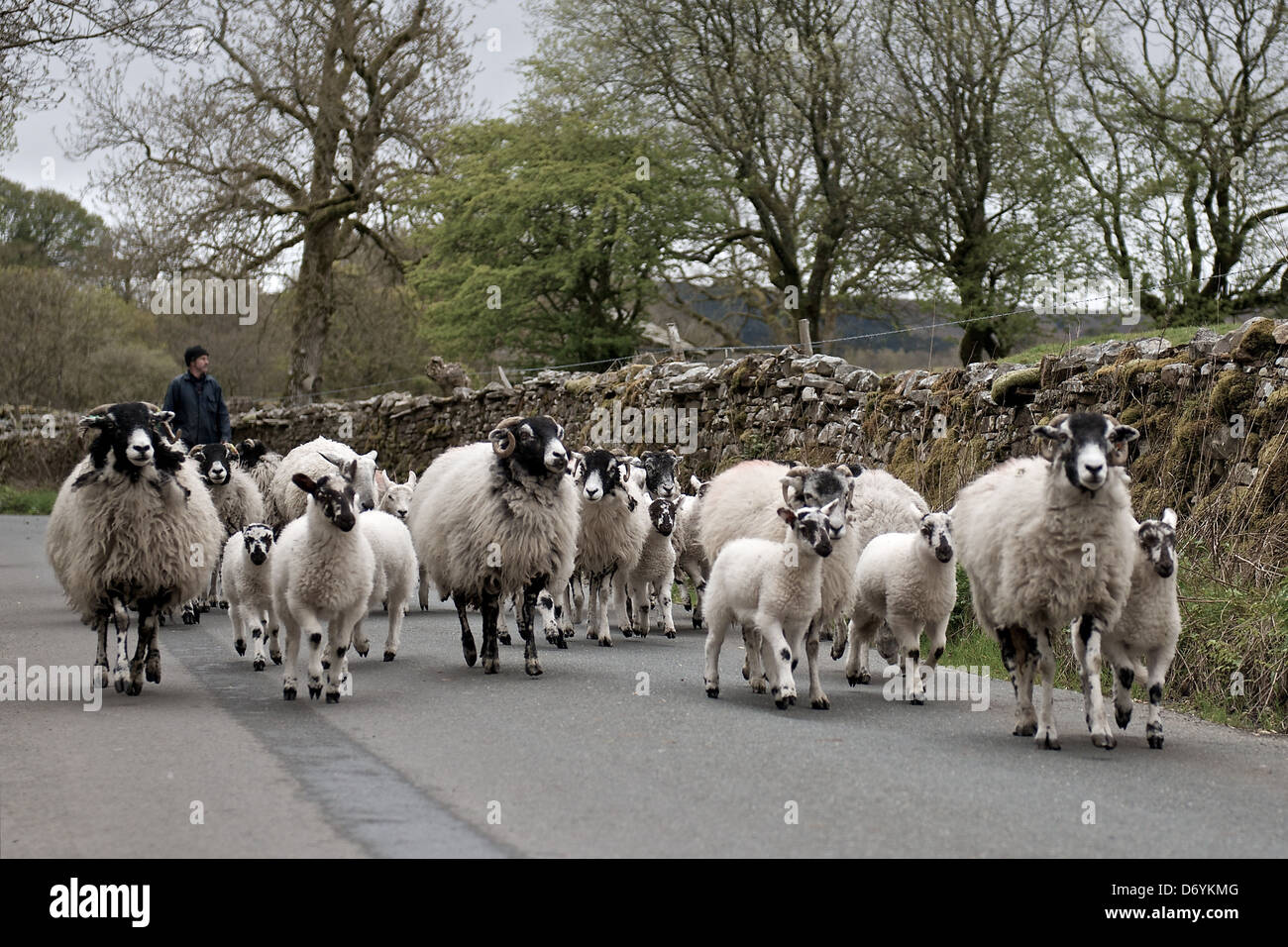 Sheep And Lambs Be Herded High Resolution Stock Photography and Images ...