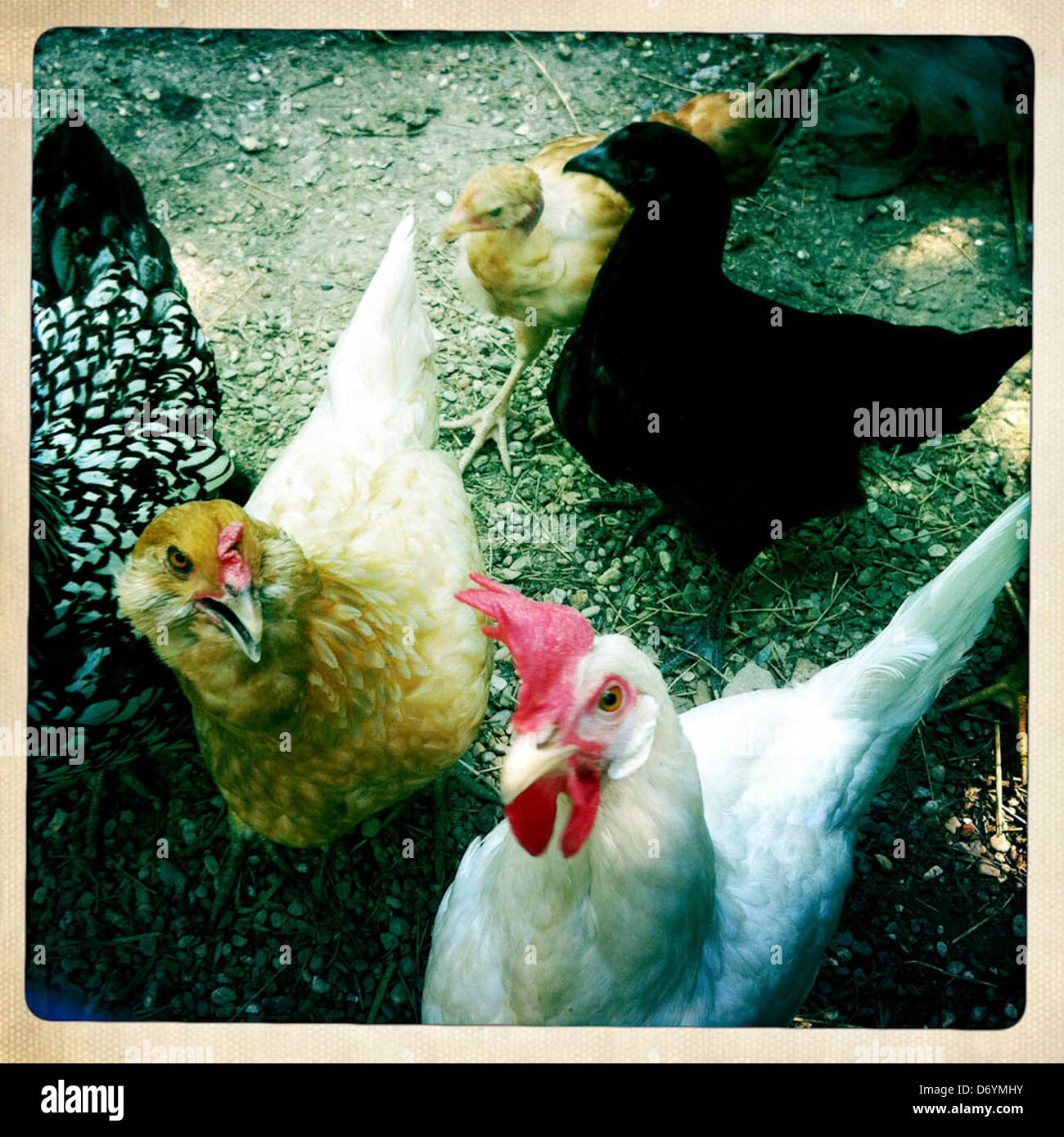 Chickens walking in barnyard Stock Photo - Alamy