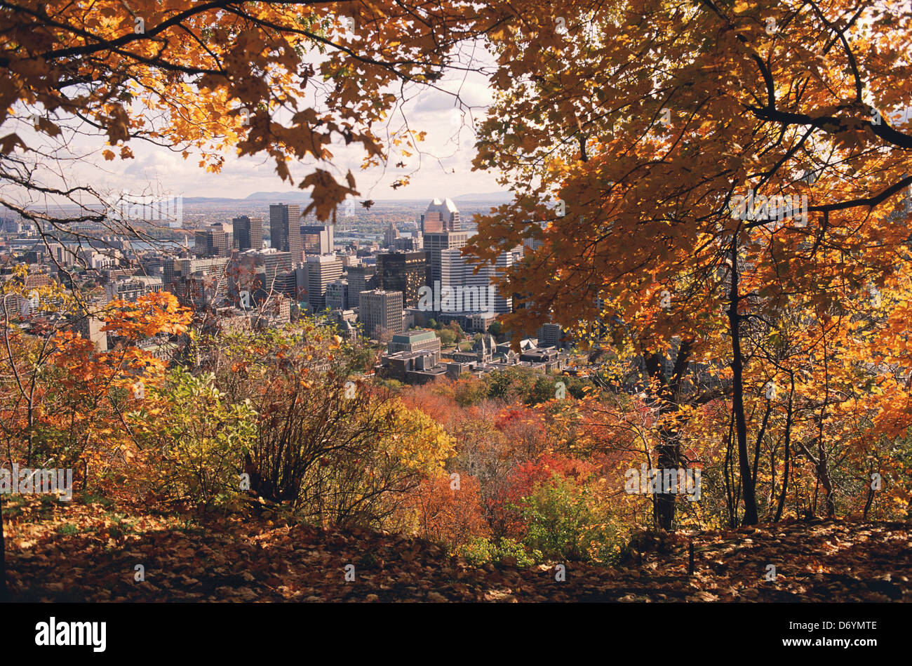 Skyscrapers in a city, Montreal, Quebec, Canada Stock Photo - Alamy