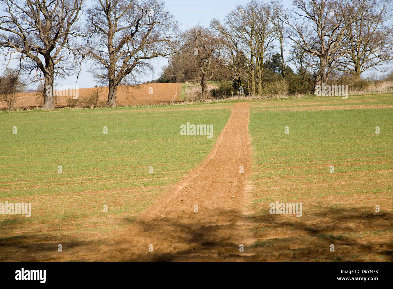 Footpath crossing field planted with crops, Sutton, Suffolk, England ...
