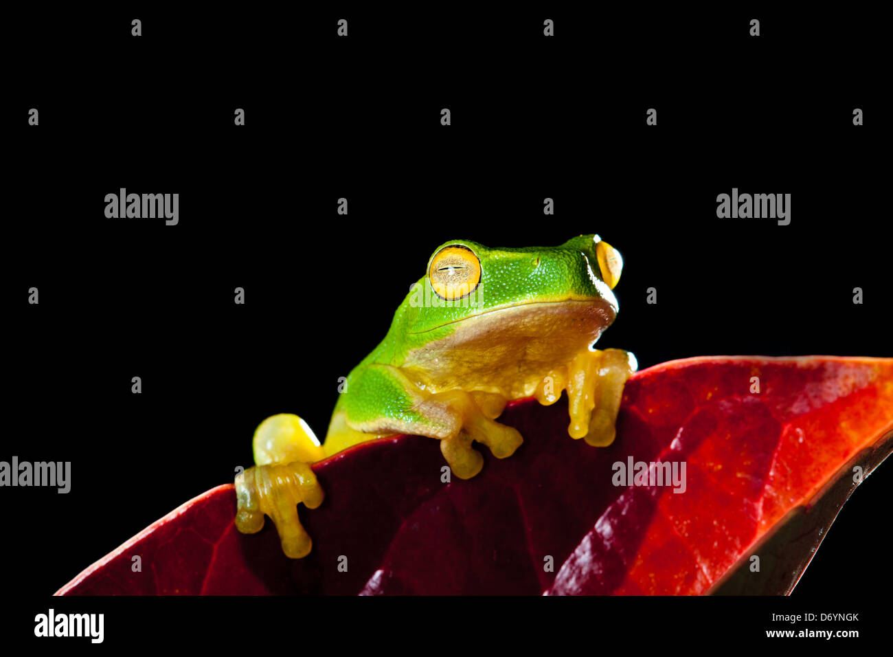 Little green tree frog sitting on red leaf on black background Stock ...