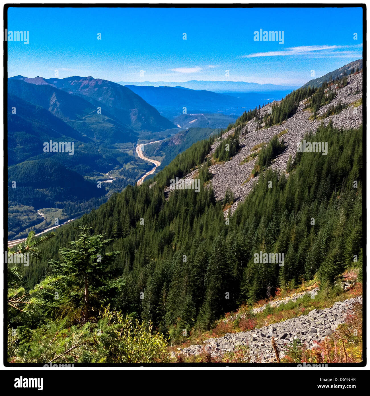 Forest growing on rural hillside, Seattle, Washington, United States ...