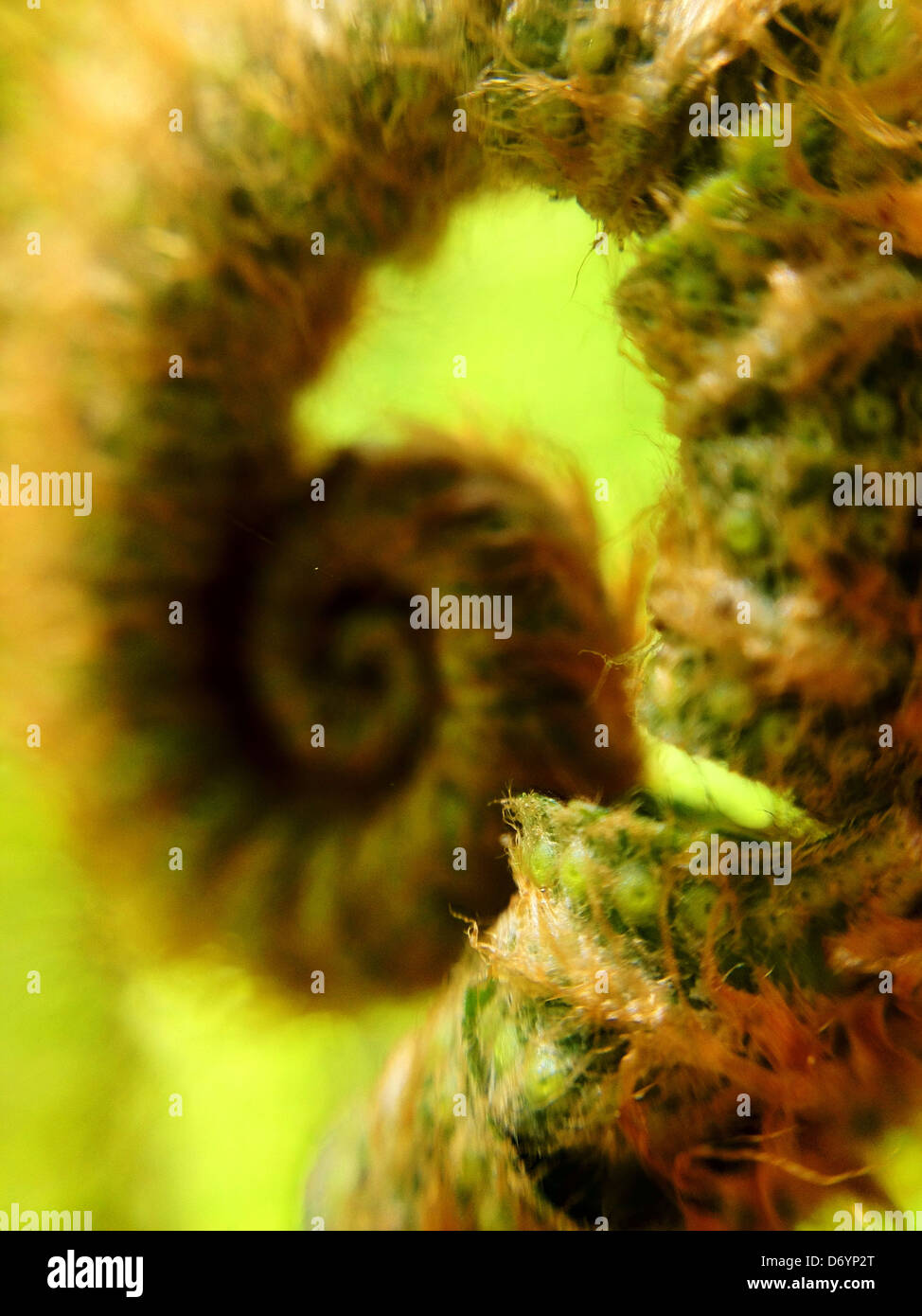Close up of curling plant Stock Photo - Alamy