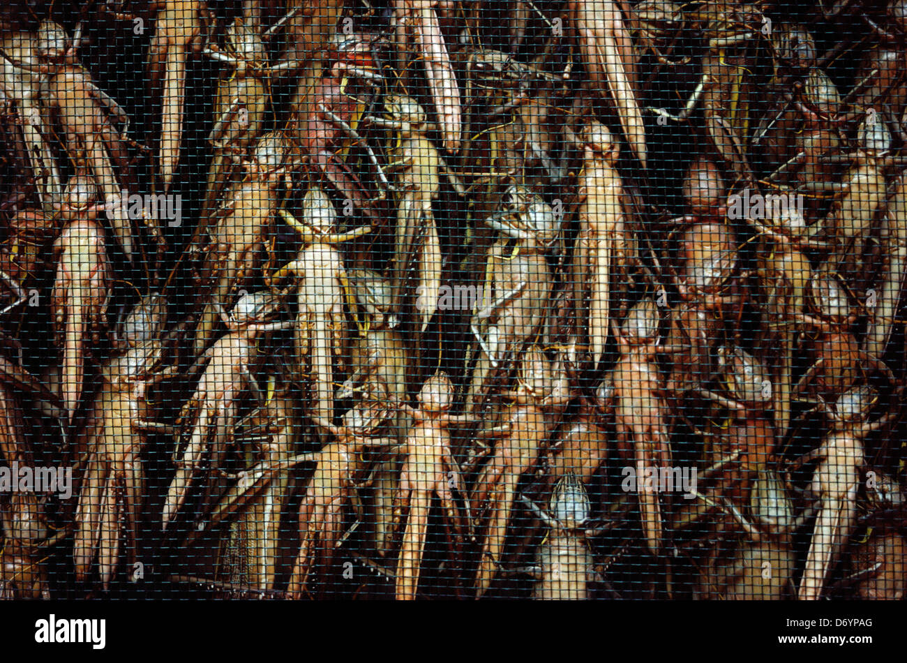 Swarm of grasshoppers on a screen, China Stock Photo - Alamy