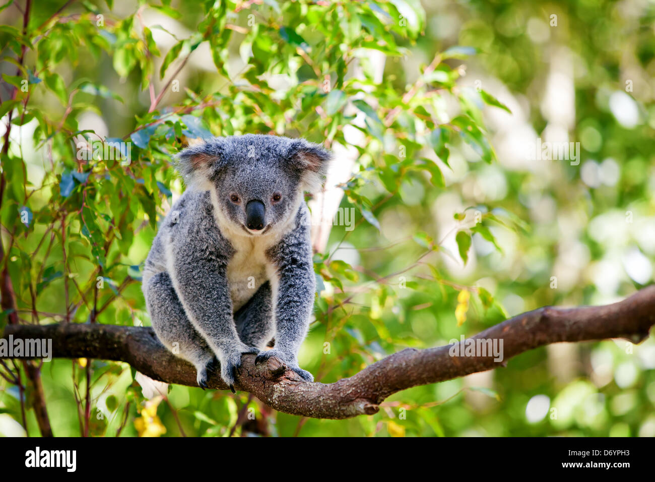 Cute Australian koala in its natural habitat of gumtrees Stock Photo ...