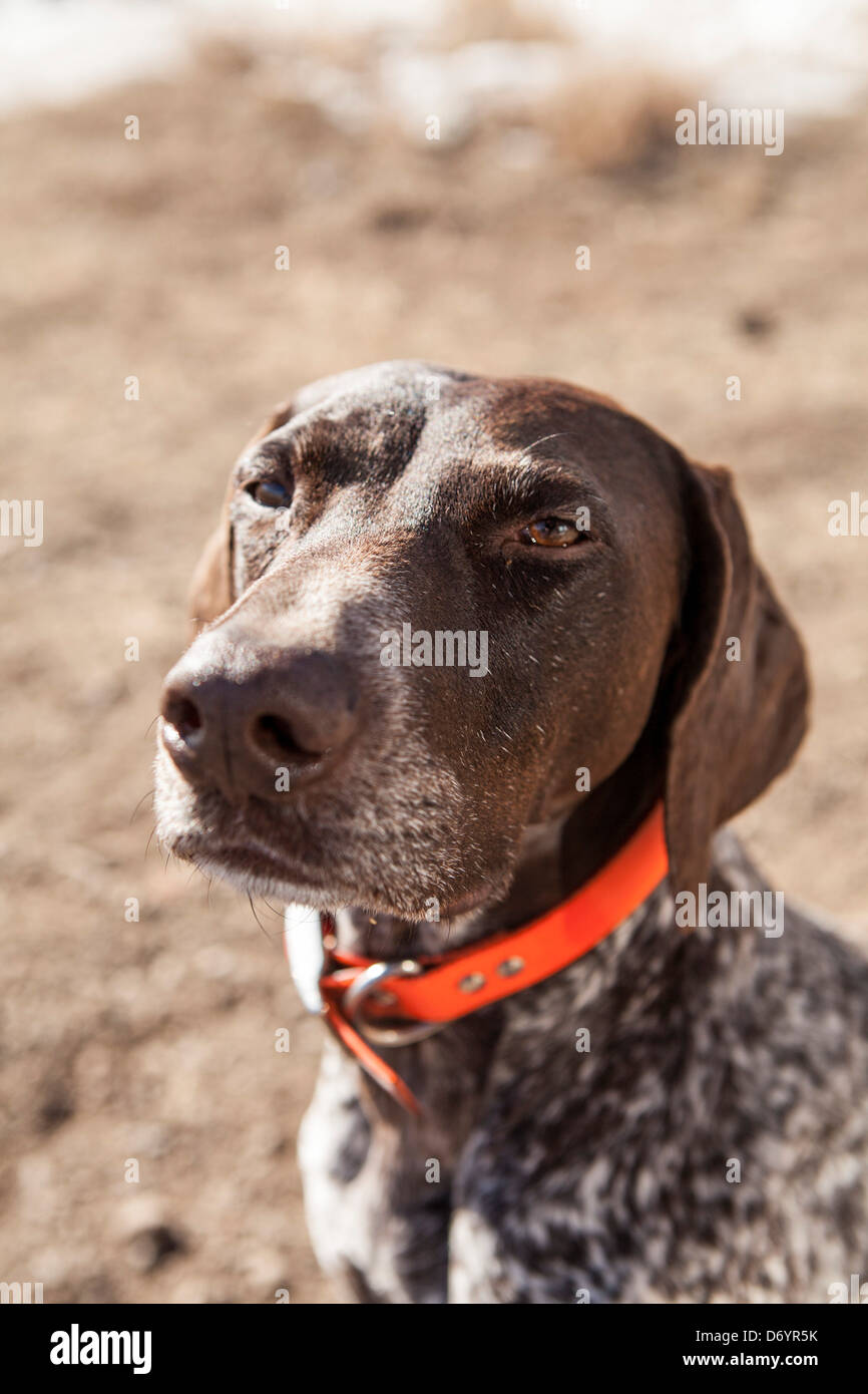 German Shorthaired Pointer sitting outdoors Stock Photo - Alamy