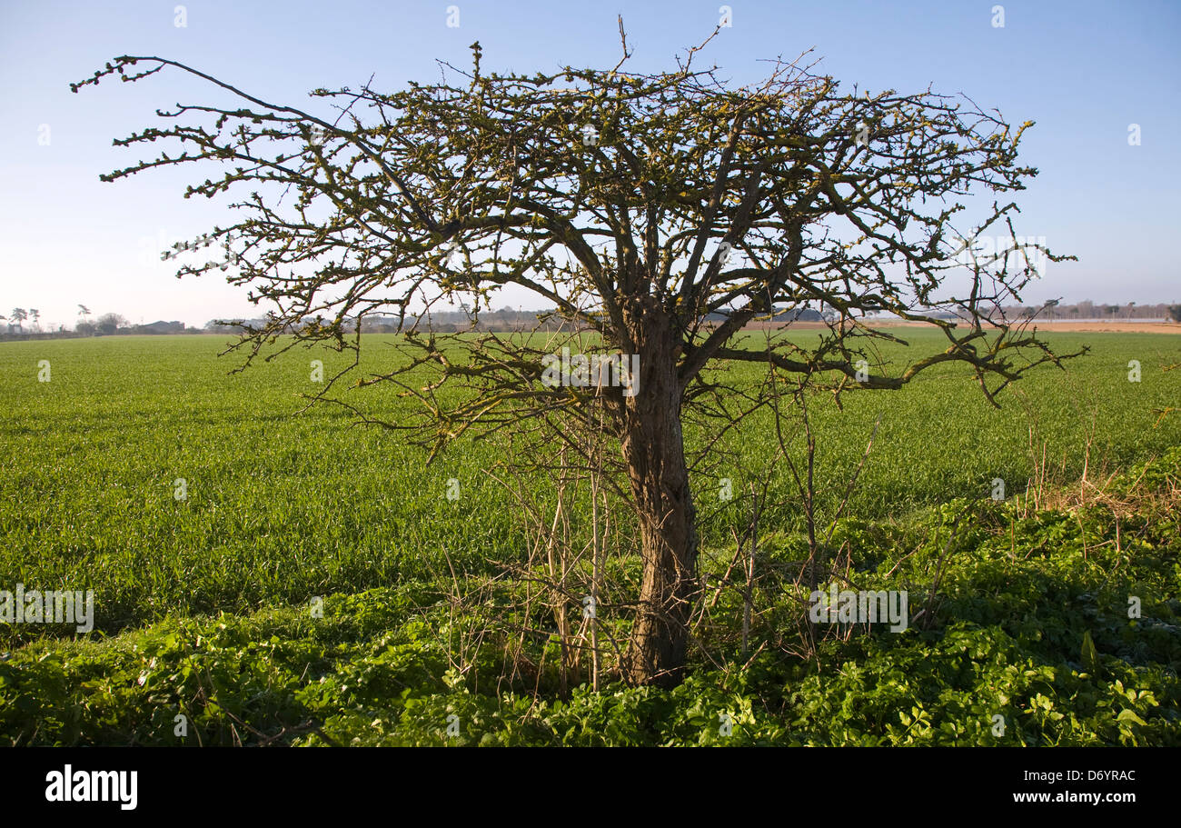 Straggly hi-res stock photography and images - Alamy