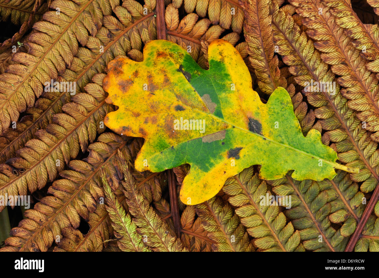 A single oak leaf in the autumn on golden bracken Stock Photo - Alamy