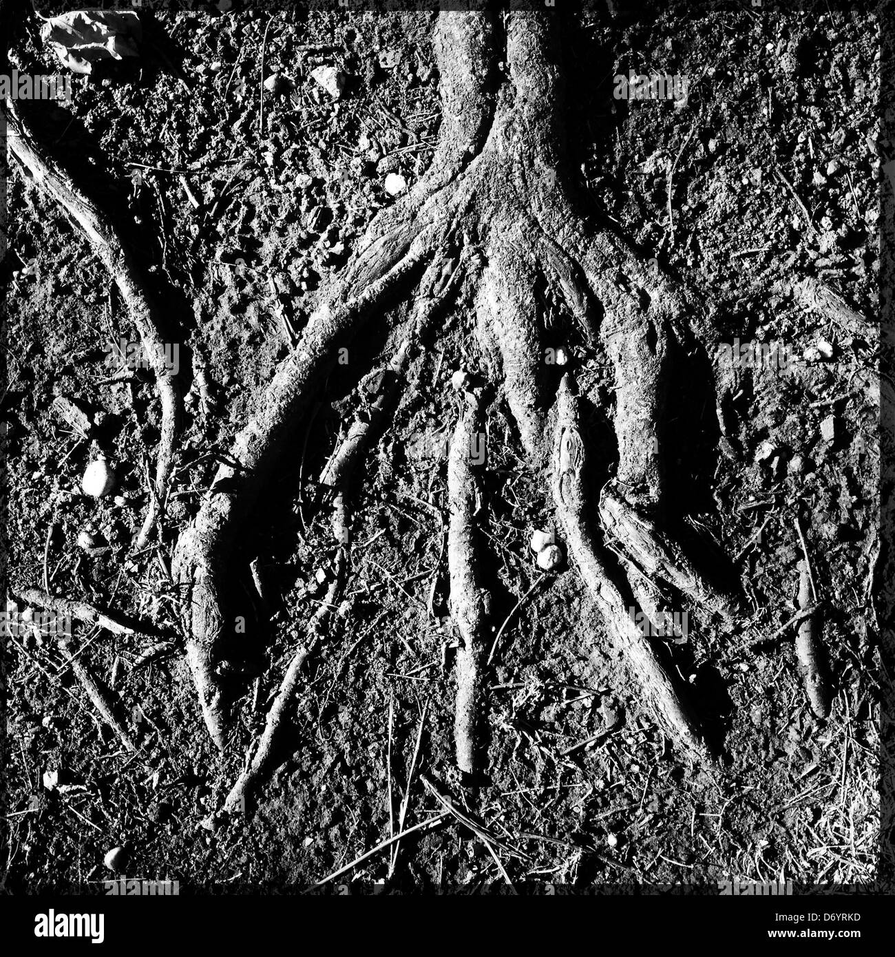 Tree roots in dry landscape Stock Photo - Alamy