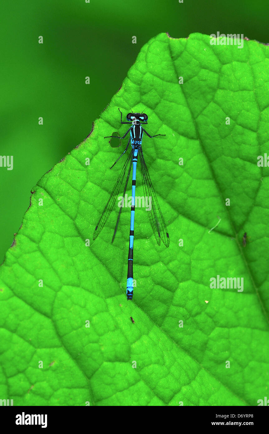 An azure damselfly Stock Photo - Alamy