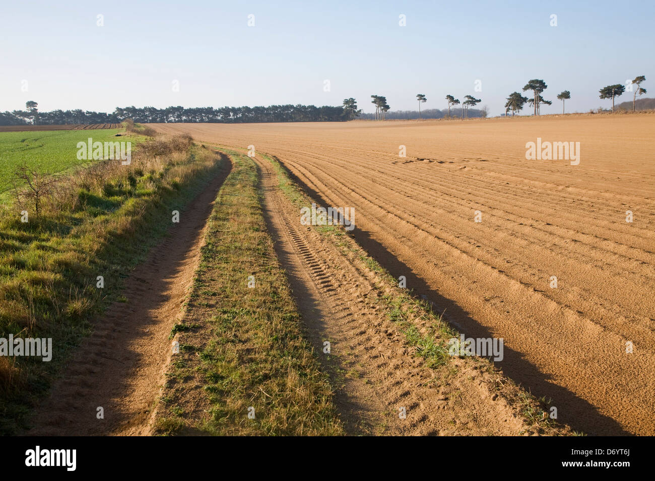 Track crossing sandy fields of farmland on Suffolk Sandlings, Alderton ...
