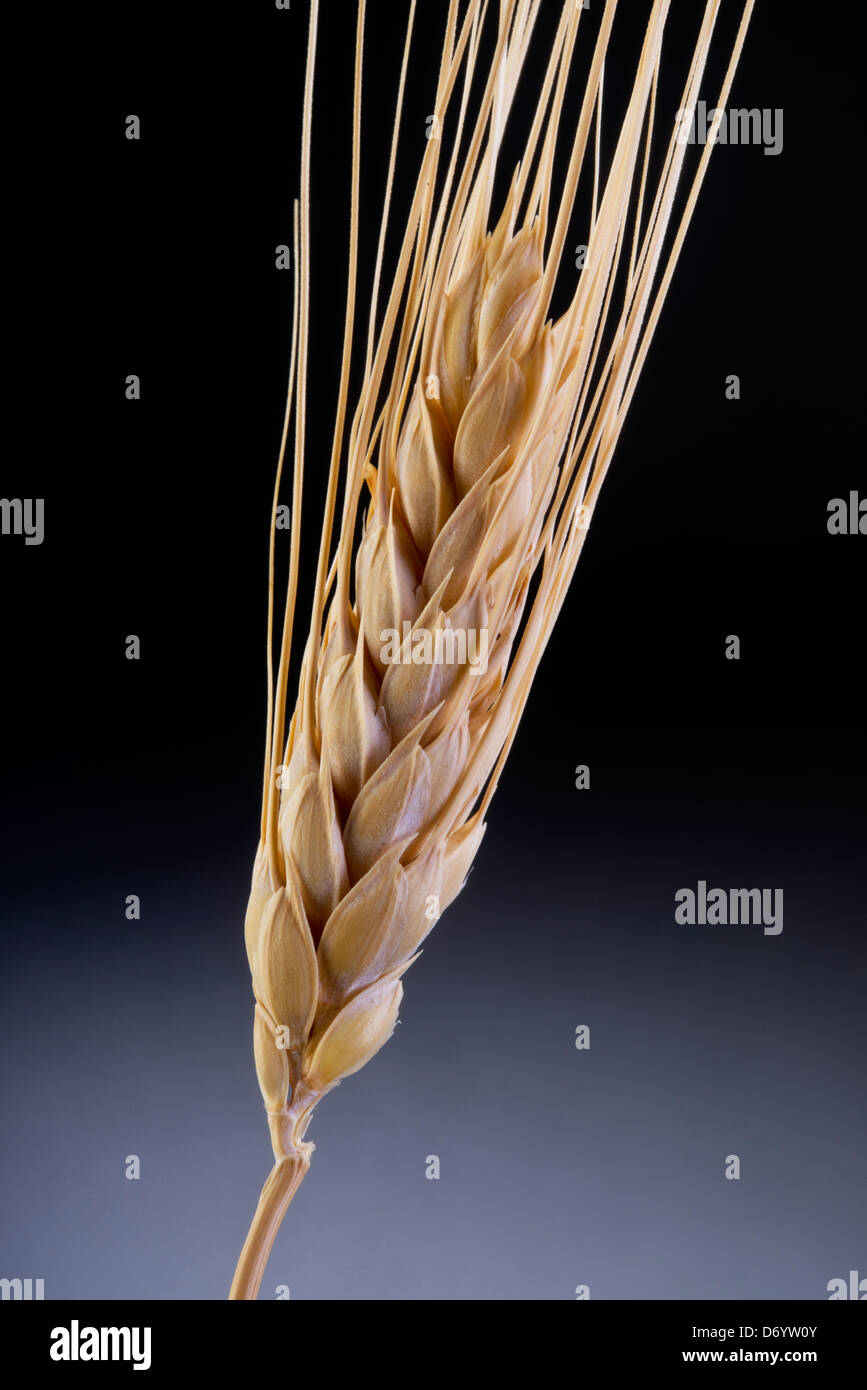 Cereal stalk hi-res stock photography and images - Alamy