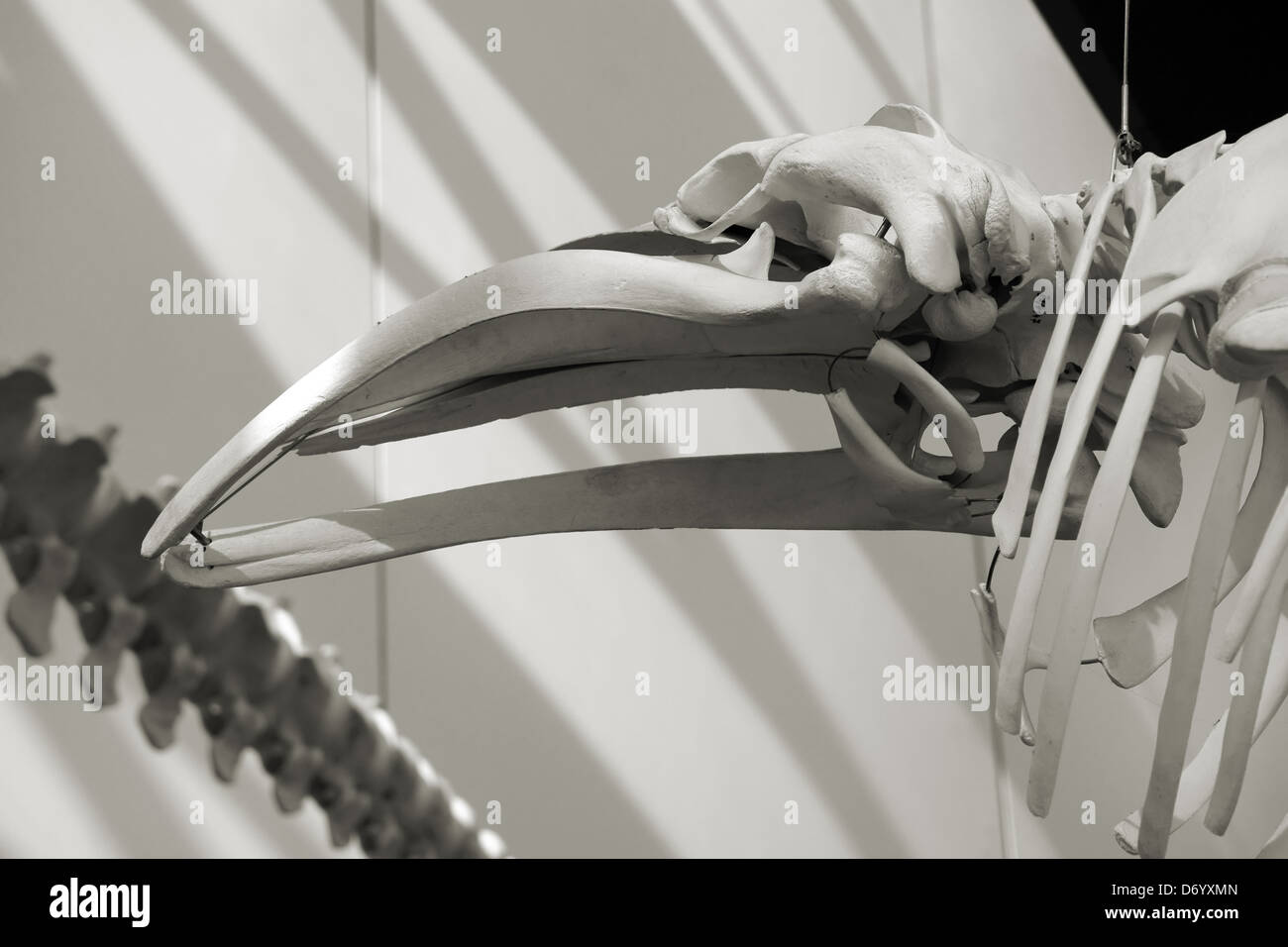 Baleen whale skeleton hi-res stock photography and images - Alamy
