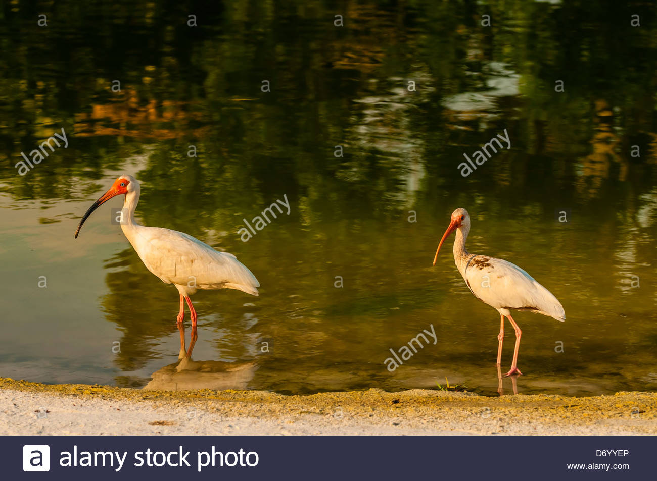 Disney Animals Stock Photos & Disney Animals Stock Images - Alamy
