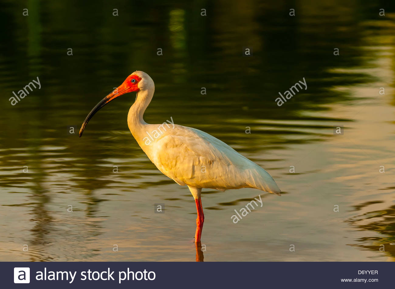 Disney Animals Stock Photos & Disney Animals Stock Images - Alamy