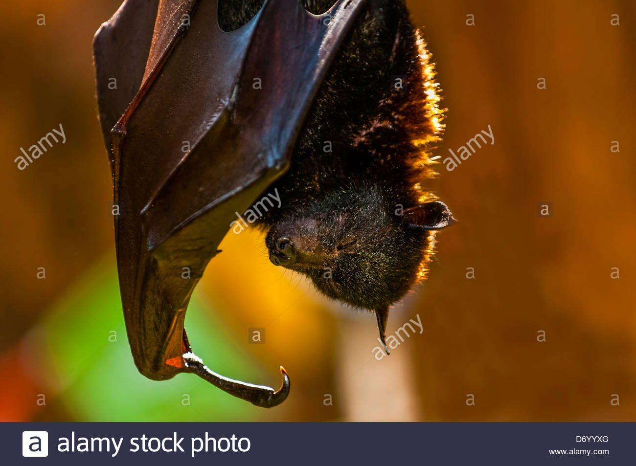 Giant Bat Stock Photos & Giant Bat Stock Images - Alamy