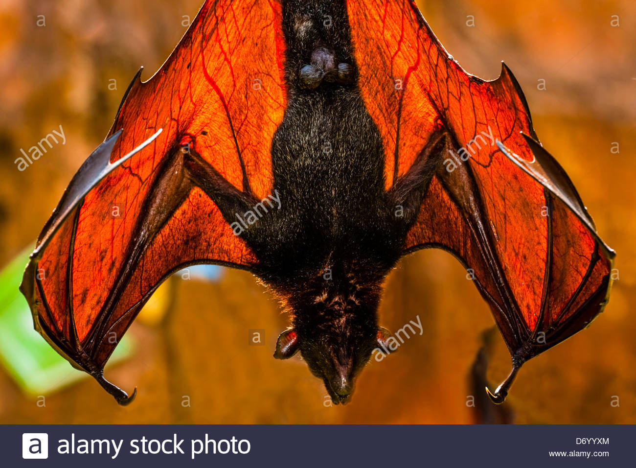 Giant Bat Stock Photos & Giant Bat Stock Images - Alamy