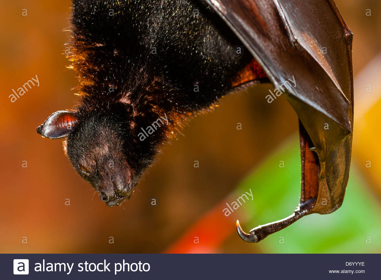 Giant Bat Stock Photos & Giant Bat Stock Images - Alamy