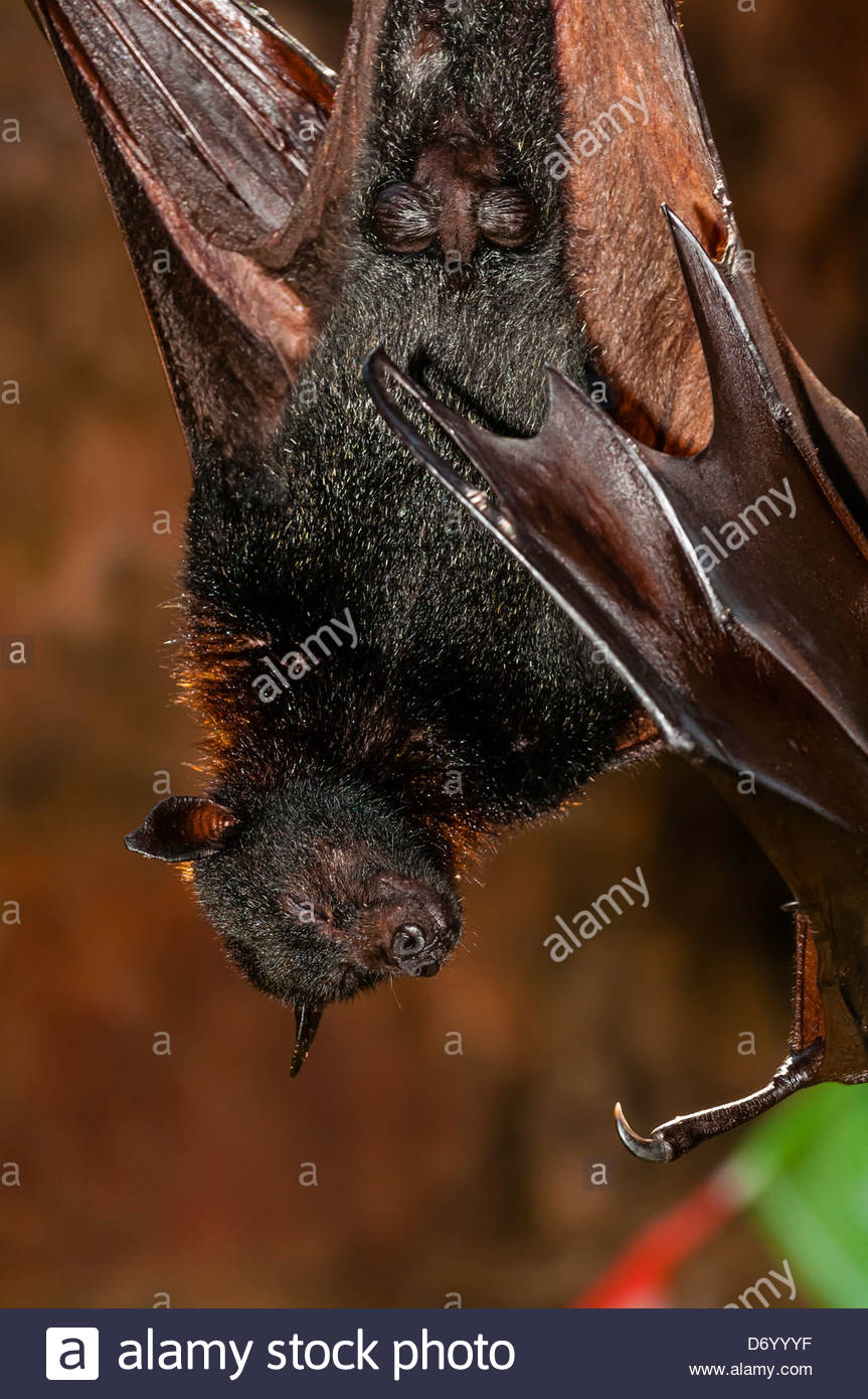 Giant Bat Stock Photos & Giant Bat Stock Images - Alamy