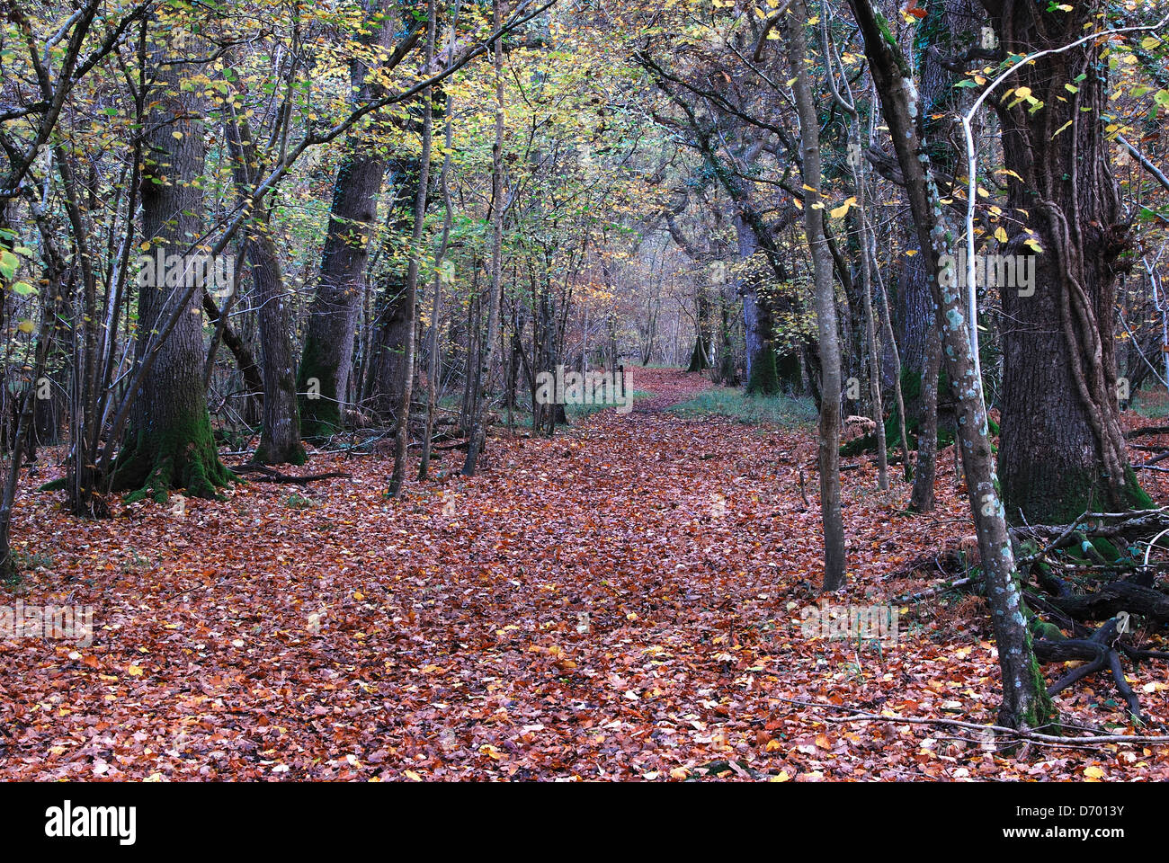A view of Langley Wood national Nature Reserve, Wilthsire, UK November ...