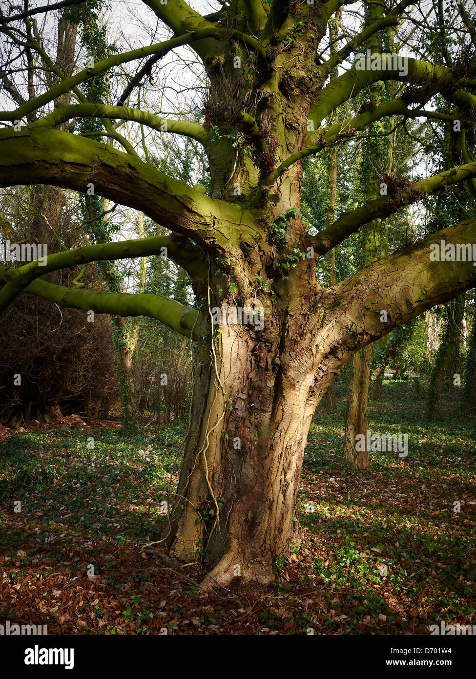 Old tree uk hi-res stock photography and images - Alamy