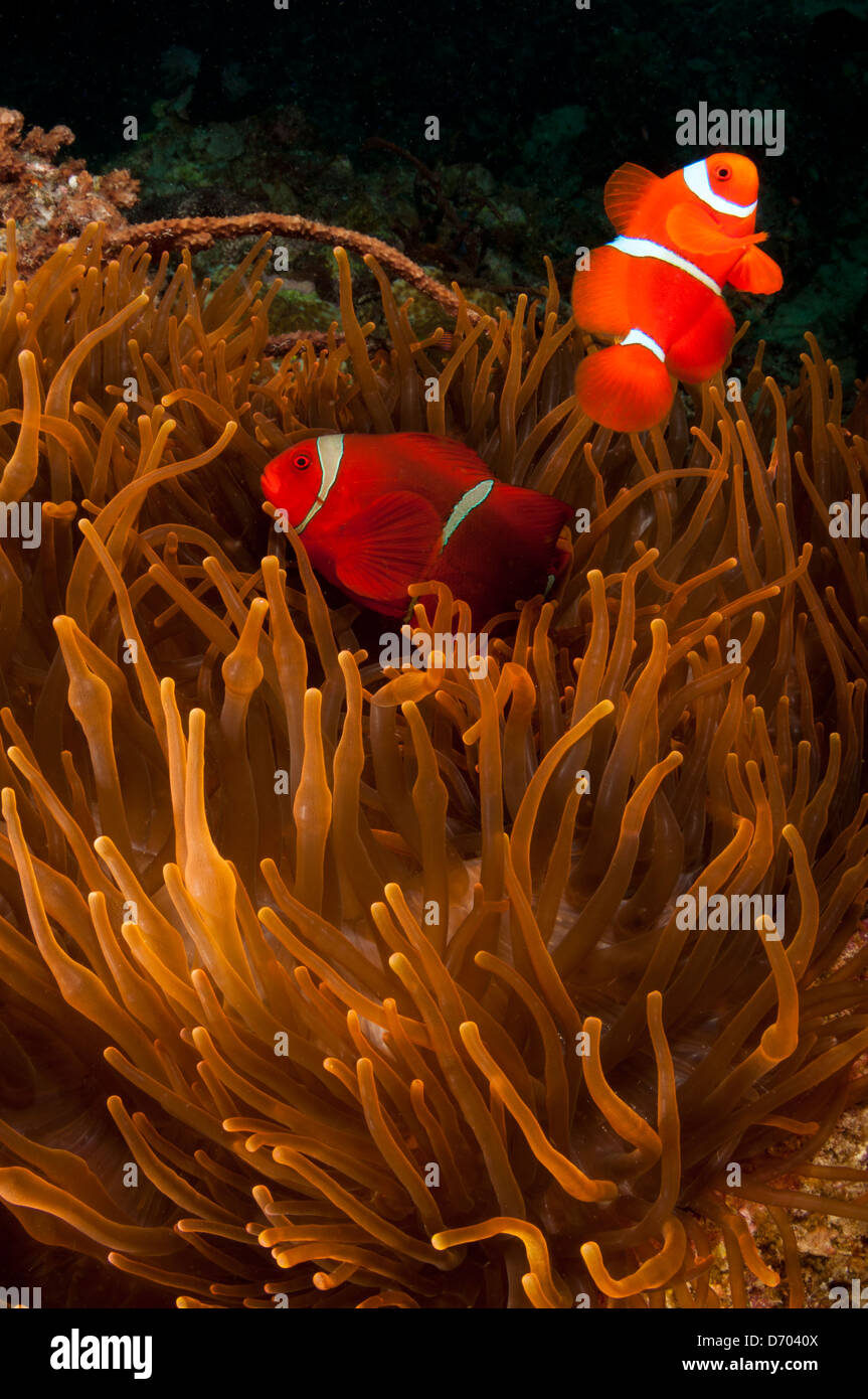 Clownfish and anemone hi-res stock photography and images - Alamy