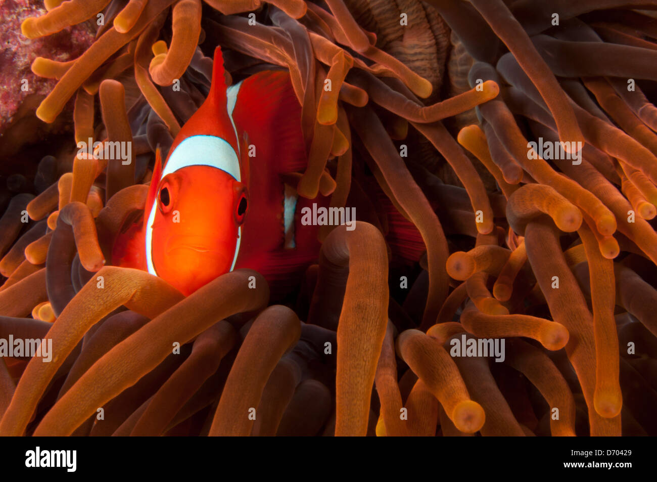 Spinecheek fish hi-res stock photography and images - Alamy