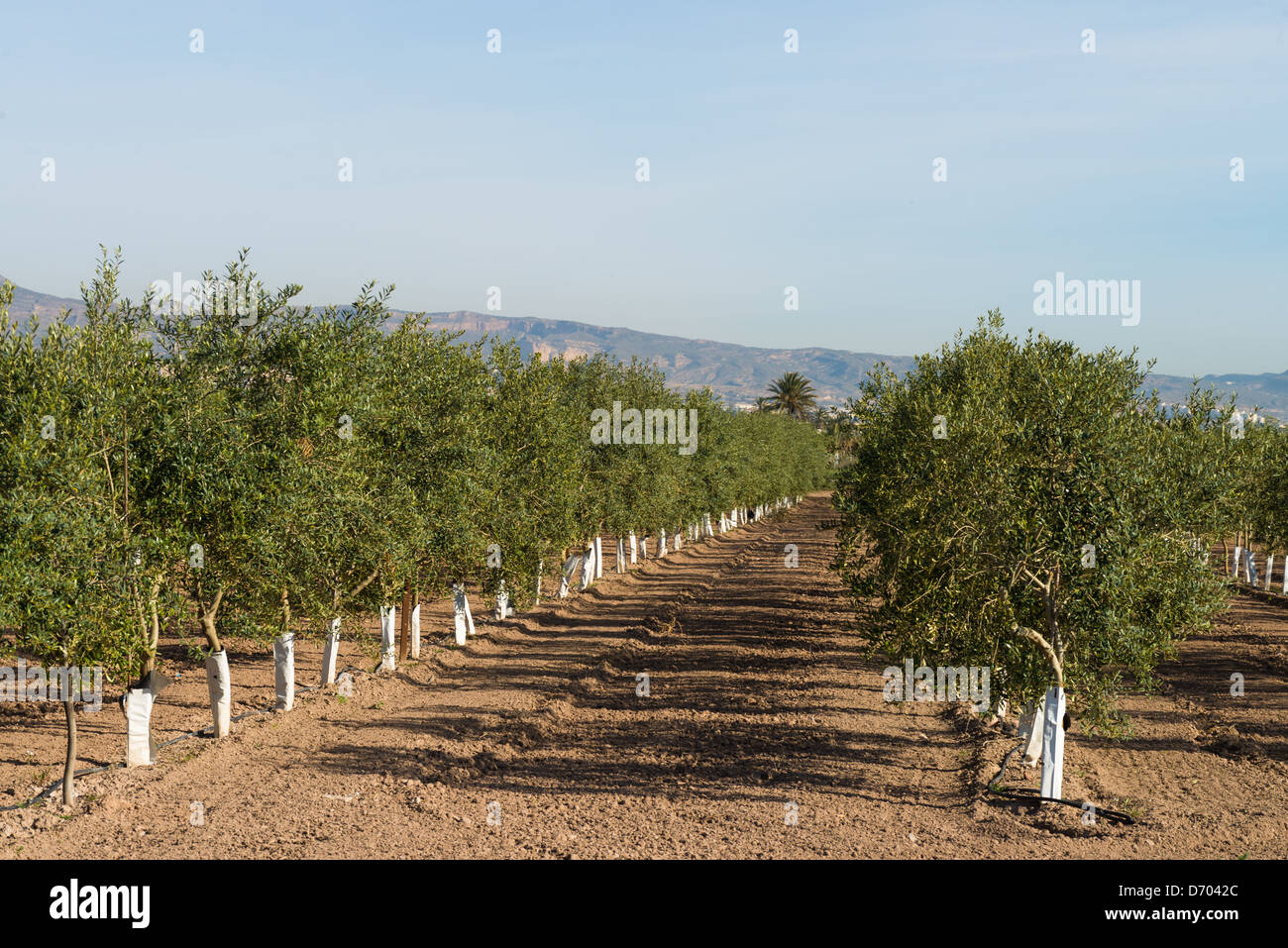 Rows of young olive trees in a plantation Stock Photo - Alamy