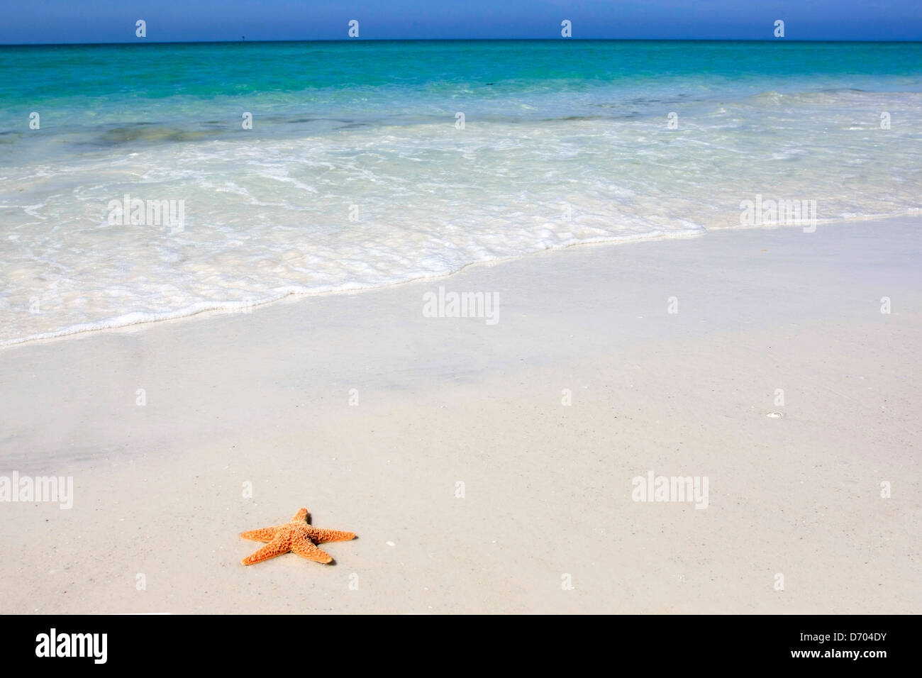Orange starfish on the white sandy beach at Siesta Key Florida Stock ...