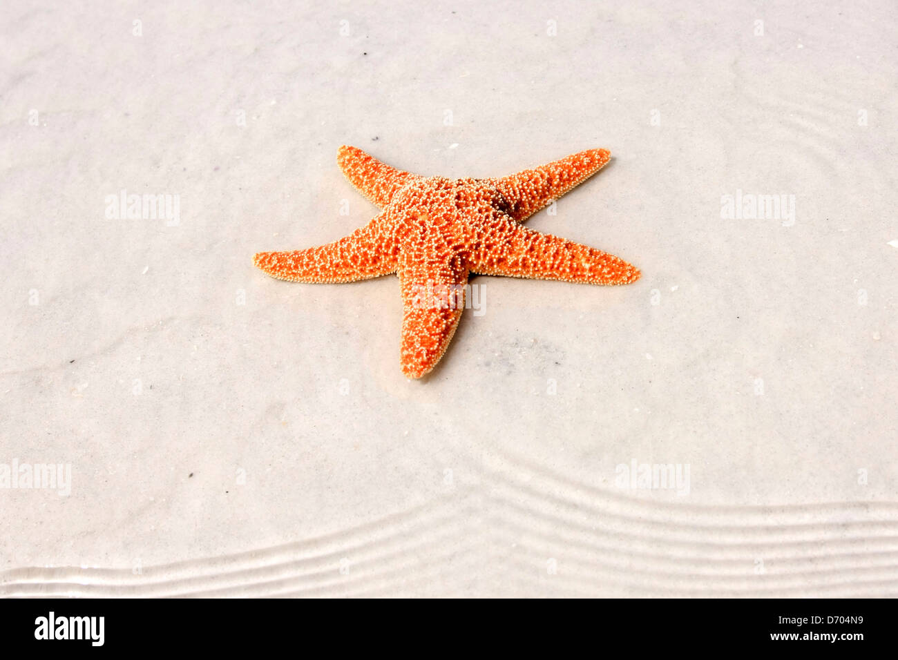 Orange starfish on the white sandy beach at Siesta Key Florida Stock ...